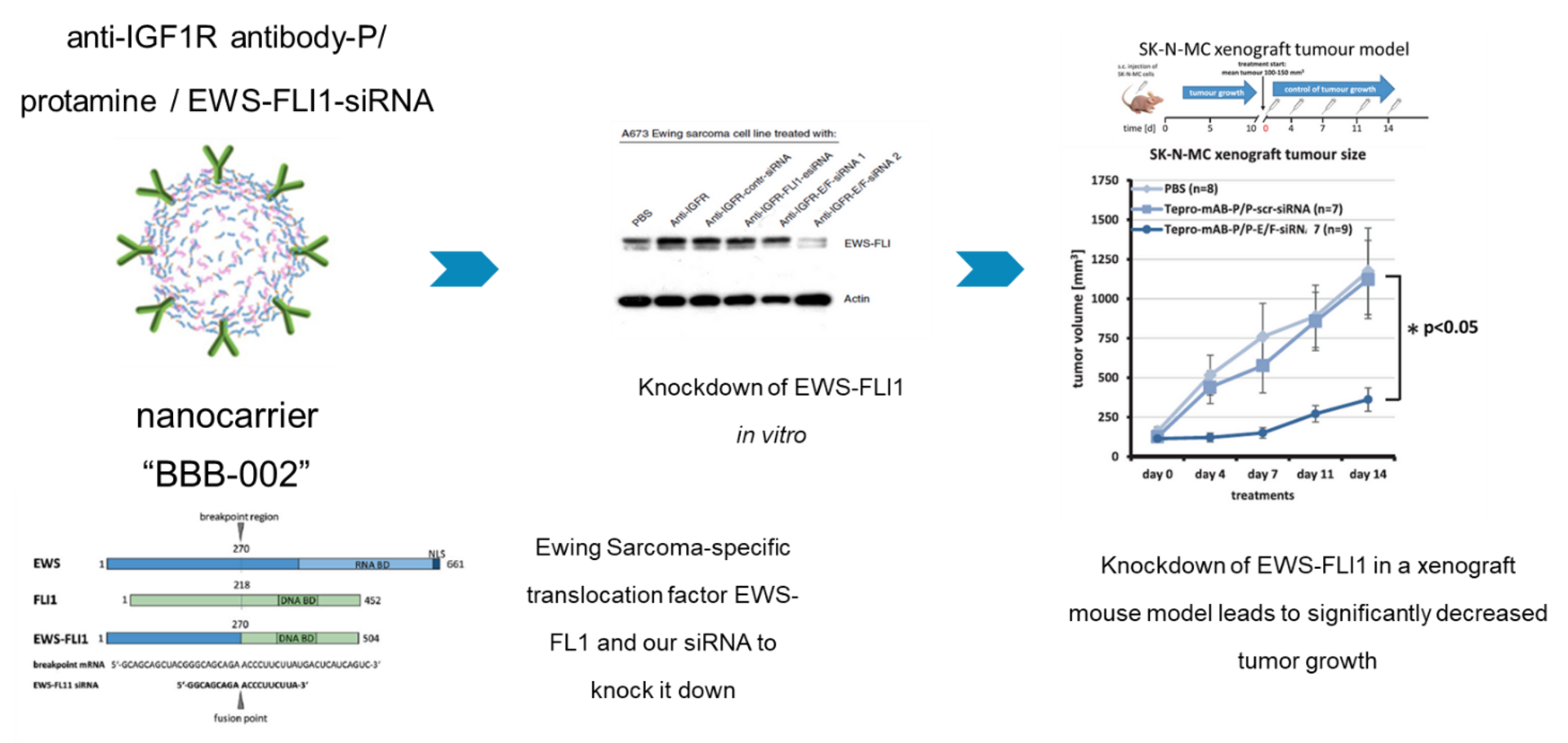 AG Bäumer – Antibody-mediated siRNA-tumor therapy | UKM